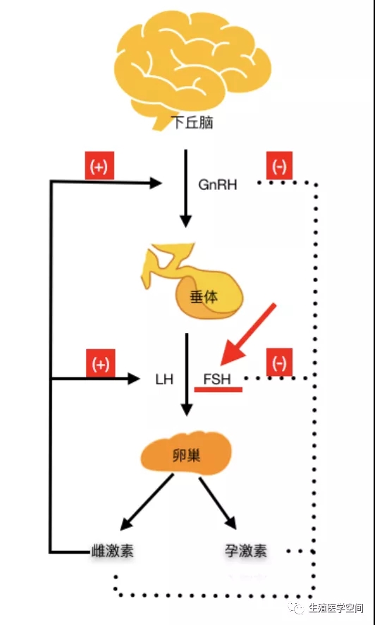 临床医生为什么都非常重视卵泡刺激素（FSH）检测_女性激素相关知识_上海凯创生物技术有限公司